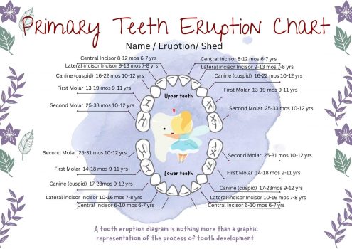 Tooth Eruption Chart & Timeline For Primary & Permanent Teeth