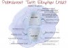 Tooth Eruption Chart & Timeline For Primary & Permanent Teeth