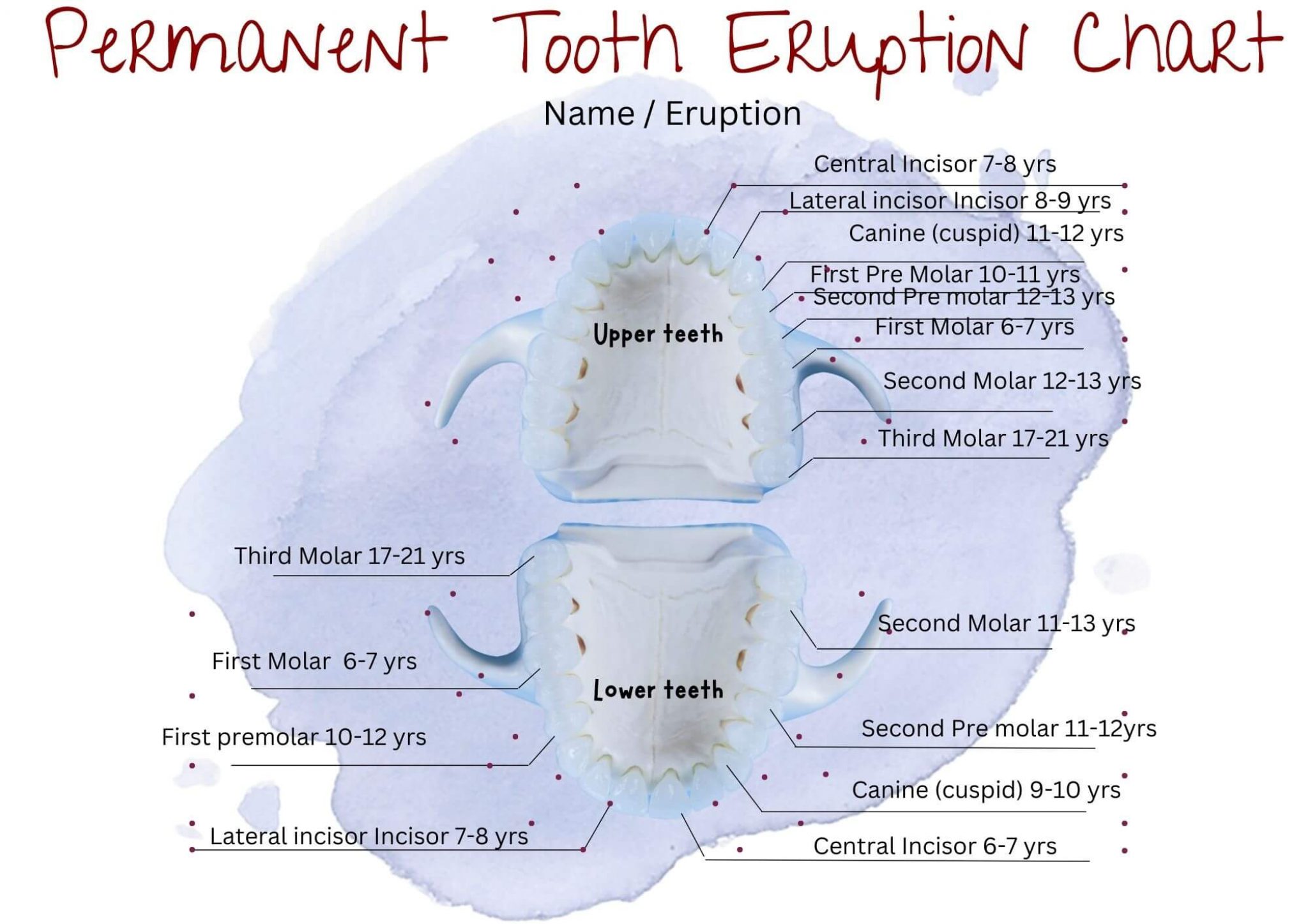 Tooth Eruption Chart & Timeline For Primary & Permanent Teeth