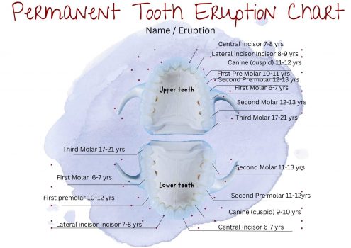 Tooth Eruption Chart & Timeline For Primary & Permanent Teeth